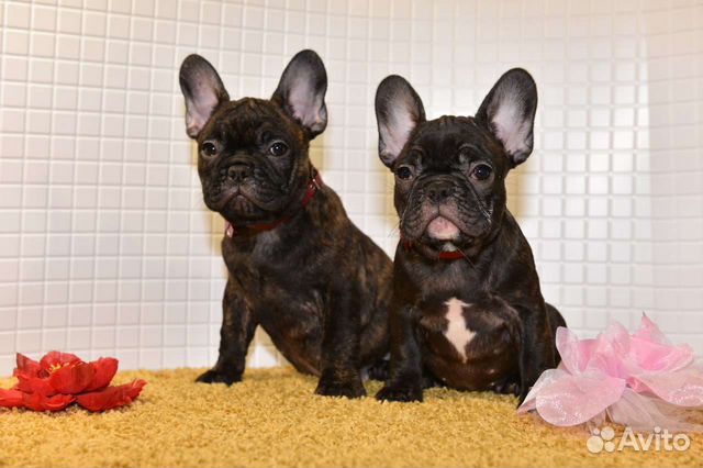 Щенки французского бульдога