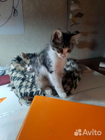 Котята из Крыма