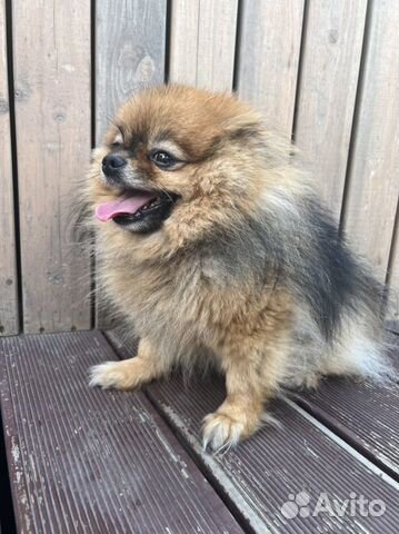 Шпиц померанец