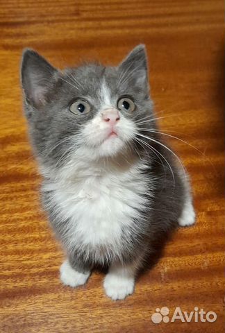 Голубой котенок Сима