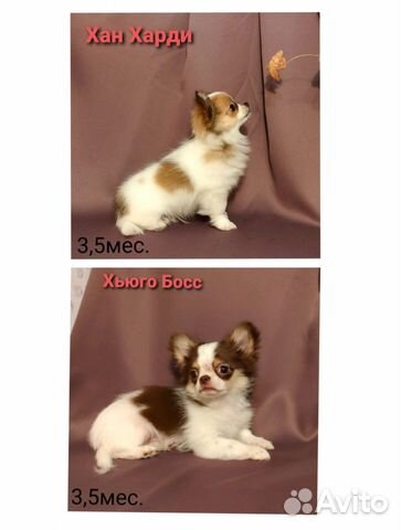 Два щенка чихуахуа (кобельки, 3мес.)