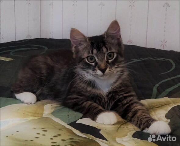 Ищем дом для Маруси