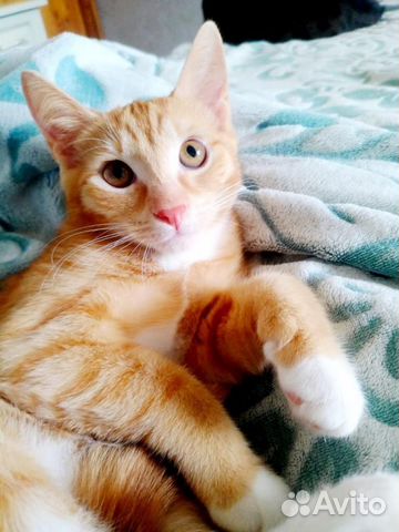 Рыжий котенок в добрые руки