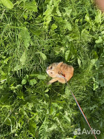 Урсик – рыжий красавец в дар