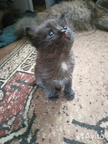 Отдам кота бесплатно (шоколадный, молочный, серый)