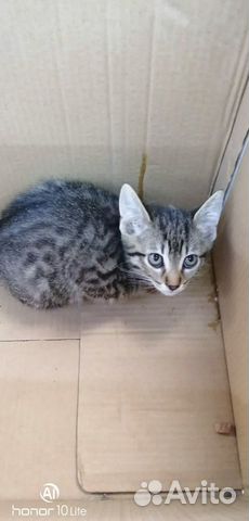 Домашние животные в дар