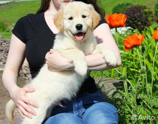 Породистые щенки золотистого ретривера