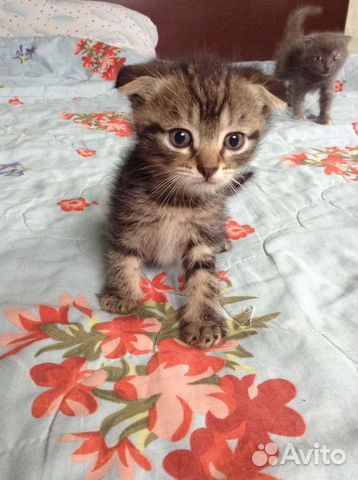 Шотландские вислоухие котята мраморные