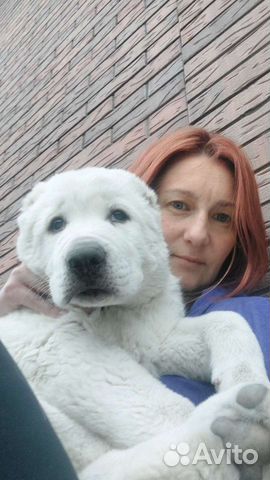 Среднеазиатская овчарка алабай щенки