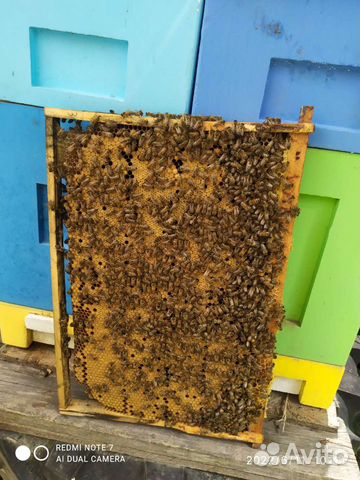 Пчелопакеты бакфаст