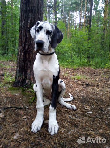 Немецкий дог