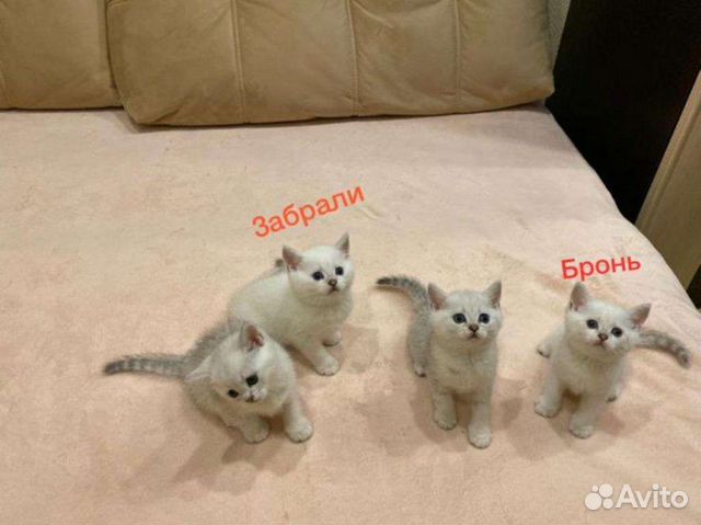 Британские котята