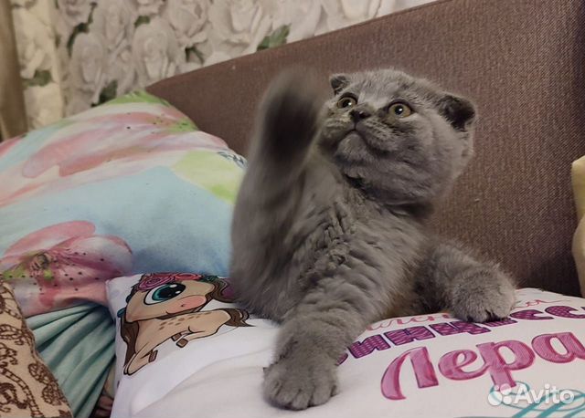 Шотландские котята