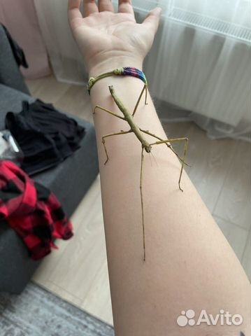 Палочник аннамский