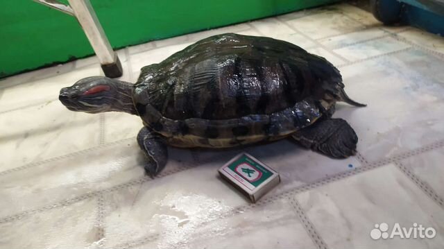 Красноухая черепаха большая
