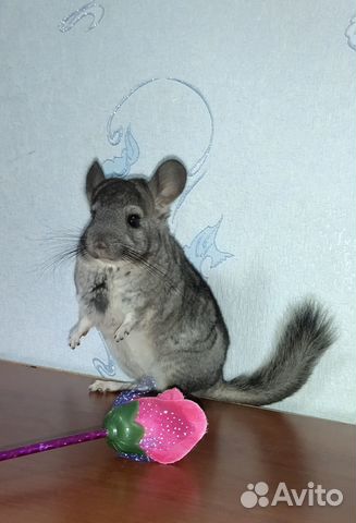 Продается шиншилла