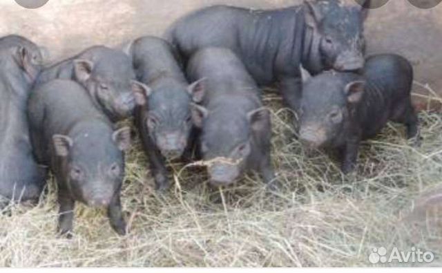 Вьетнамск вислобрюхий поросенок