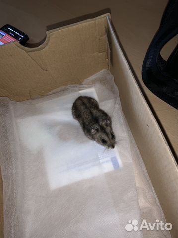 Джунгарский хомяк