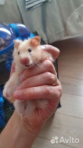 Хомяк ручной 8 месяцев