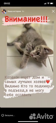 В добрые и заботливые руки бесплатно