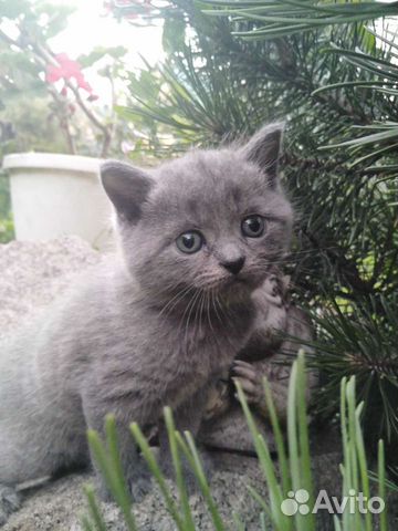 Британские котята