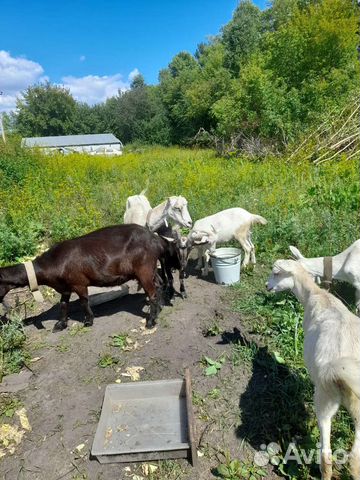 Продам коз стадом