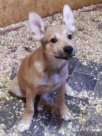 Озорной щенок Лаки ищет дом