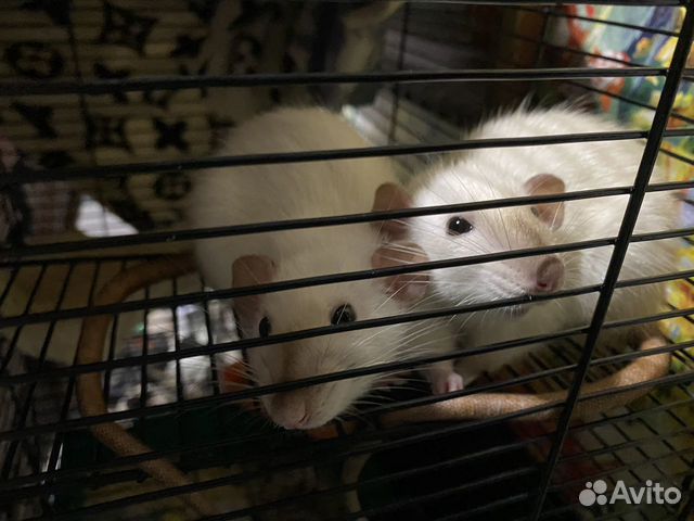 Крыски дамбо в добрые руки