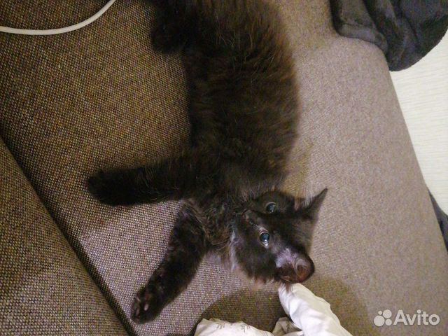 Котята в добрые руки бесплатно