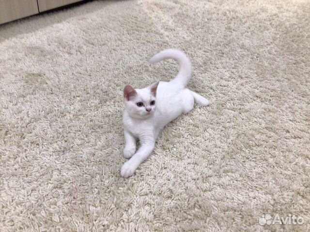 Шотландский котенок