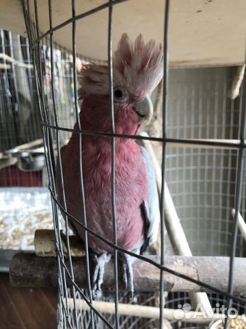 Розовый какаду