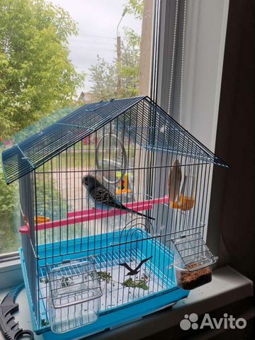 Волнистый попугай с клеткой