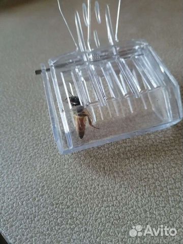 Матка пчелиная бакфаст