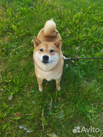 Сиба Ину ищет дом
