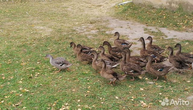 Дикая утка кряква