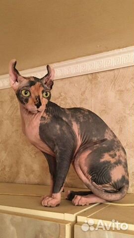 В плену у прекрасного. Эльфийская красавица