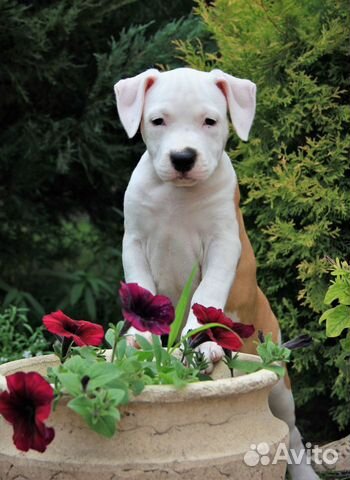 Щенки амстаффа от Юного Чемпиона Европы