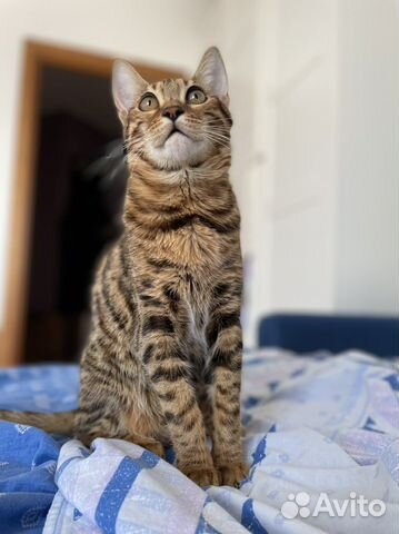 Бенгальская кошка