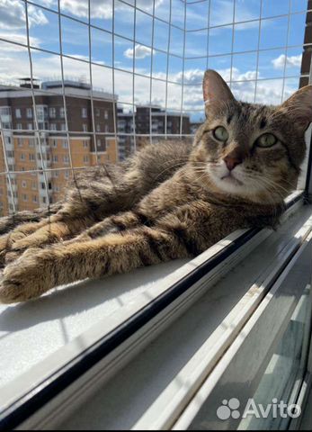 Лордик ищет свою семью