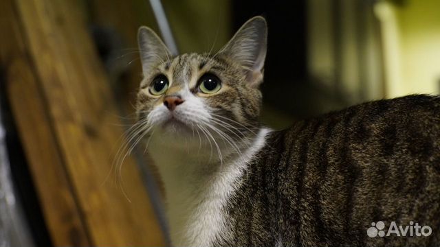 Кроткая деликатная кошечка Мия 1,5 года ищет дом