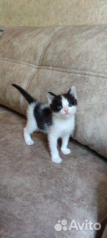 Сказочный котенок редкого окраса Арлекин