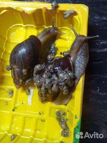 Улитки ахатины маленькие