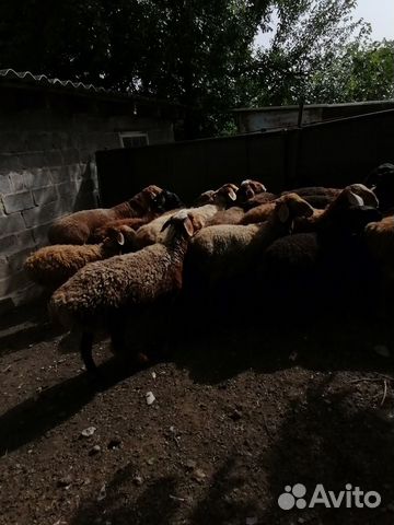 С/х животные