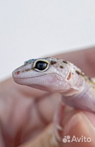 Эублефар самка White&Yellow Enigma