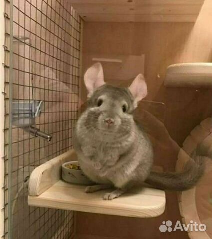 Шиншиллы бежевые