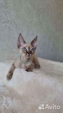 Котята девон-рекс