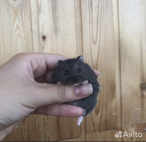 Джнгарский хомяк с клеткой