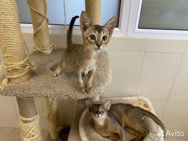 Абиссинская кошечка Элина и котик Маркус