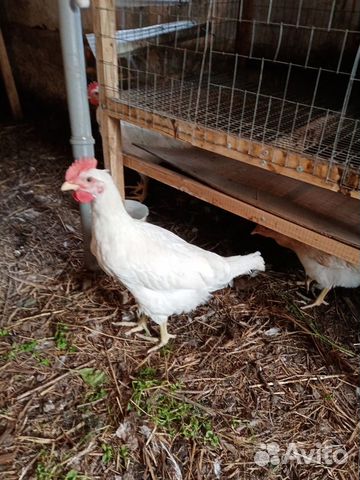 Петушки молодые