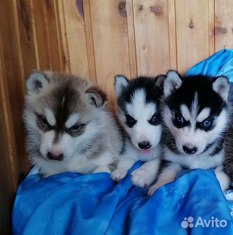 Щенки сибирской хаски